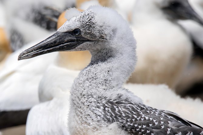 Gannet Safaris Overland tour to Cape Kidnappers Gannet Colony - Practical Details and Tips