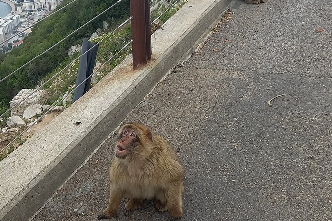 Gibraltar Private Tour from Malaga and Surronding Areas - The Value Proposition
