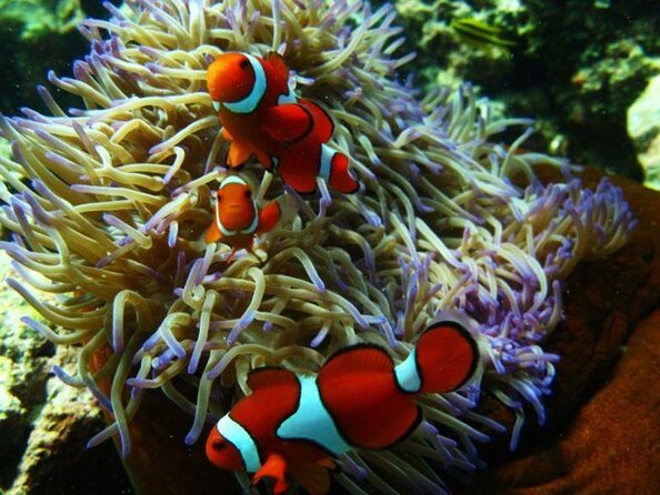 Great Barrier Reef Snorkeling and Diving Cruise from Cairns - Who Should Book This Tour?