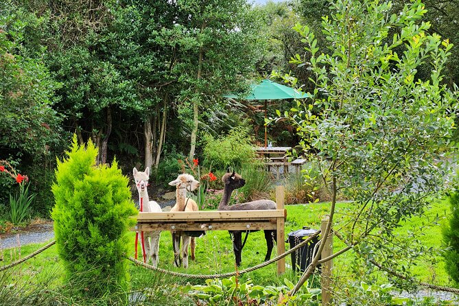 Guided Scenic Alpaca Trekking Experience Northern Ireland - The Scenic Trail