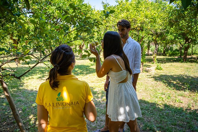 Guided tour of a historic lemon grove in Sorrento - Authenticity and real-world feedback