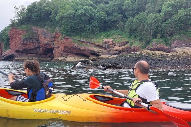 Guided Wildlife and Sea Cave Kayak Safari in English Riviera - Practical Details and Value