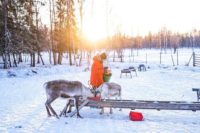 Half-Day Experience in Local reindeer farm in Lapland - The 2km Sled Ride through Snowy Forests