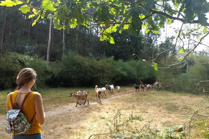 Half-day Hike & Picnic with Dog Love in Porto's Mountains - Practical Details and Tips