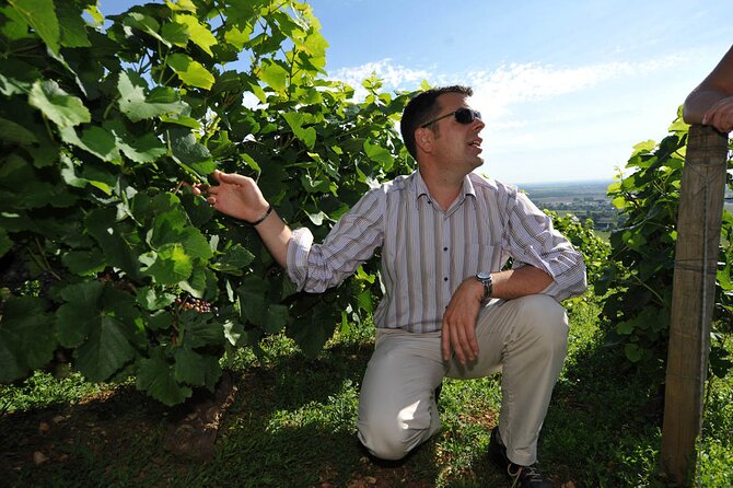 Half Day Tour of the Cote de Nuits Vineyards from Dijon - The Wine Tasting