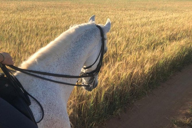 Horseback riding around Doñana - Practical Tips for Your Ride