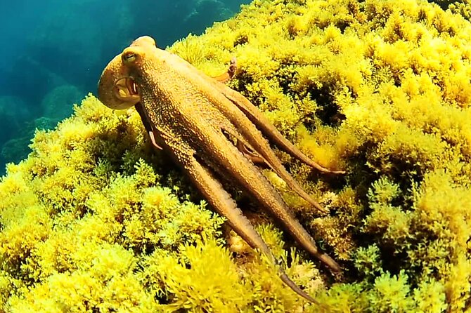 Ibiza Snorkeling Beach and Cave Cruise Tour - The Itinerary in Detail