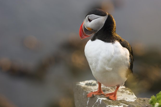 Iceland Super Saver: Puffin Cruise plus Whale-Watching Tour from Reykjavik - Pricing and Value: Is It Worth It?