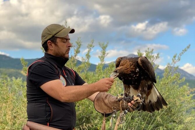 Interactive Educational Course on Birds of Prey - Practical Tips for Visitors