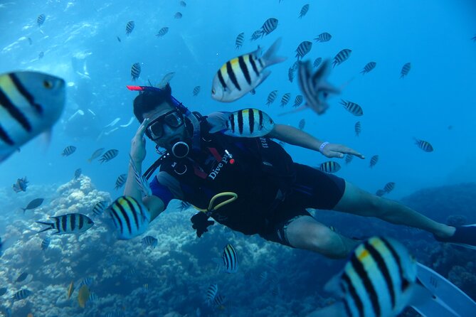 Intro Diving 2 Stops For Beginners with Pick-up and Lunch - Hurghada - Food, Water, and Comfort