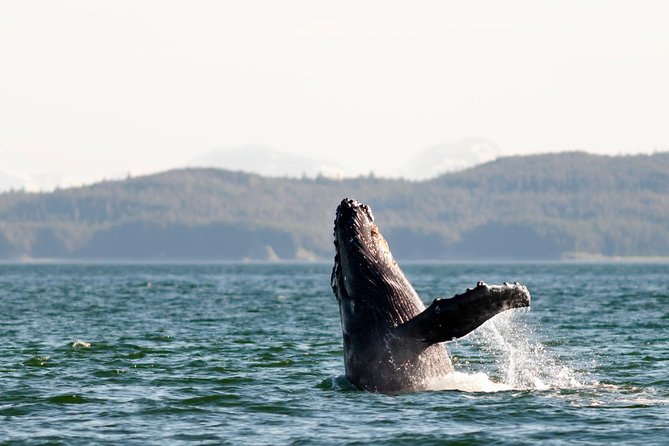 Juneau Wildlife Whale Watching - Logistics That Matter