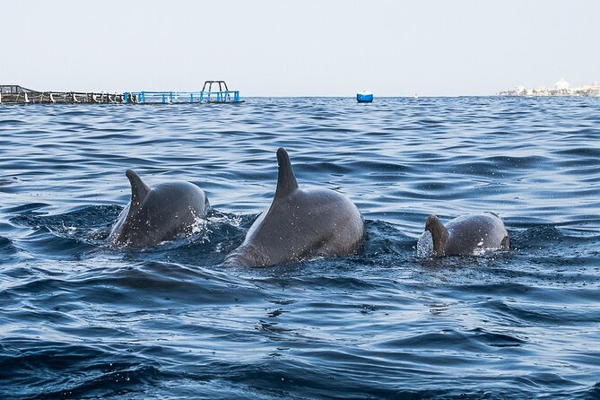 Kayak Safari with Dolphin and Turtle Watching in Guaza - Marine Life and Snorkeling: Watching Dolphins and Turtles
