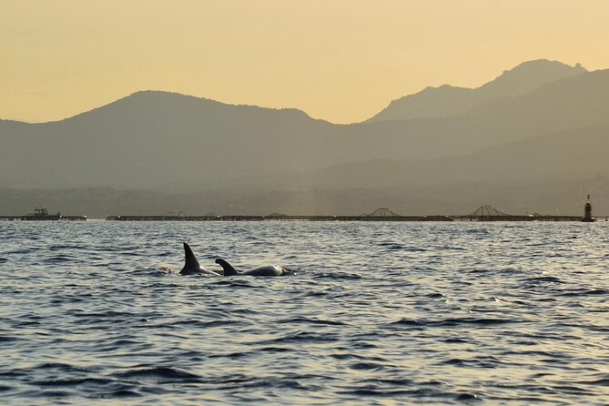 Kayak tour with aperitif and dolphins - Why You Should Consider This Tour