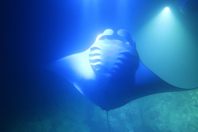 Kona Manta Rays Guaranteed Night Snorkel in Keauhou Harbor - Authentic Encounters and Real Guest Feedback