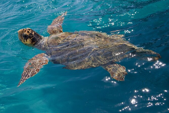 Laganas Zakynthos: Marathonissi, Keri Caves and Turtles Spotting - FAQs