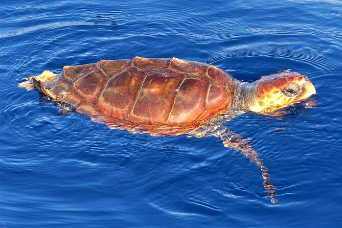 Los Gigantes Whale Watching Charter by Sail Boat - Who Will Love This Tour?