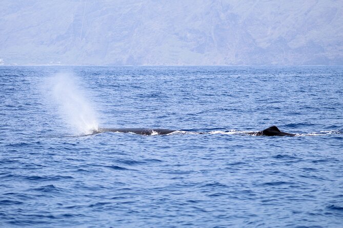 Madeira Dolphin & Whale Watching Tour - Who Will Love This Tour?