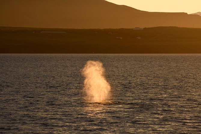 Magical Whales in the Midnight Sun | from Reykjavik - Who Should Consider This Tour?