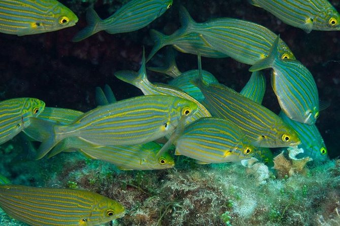 Mallorca: Discover Scuba Diving from the beach - Who Should Consider This Tour?