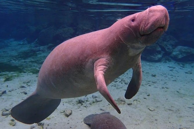 Manatee Swim Tour with In Water Photographer - What Sets This Tour Apart?