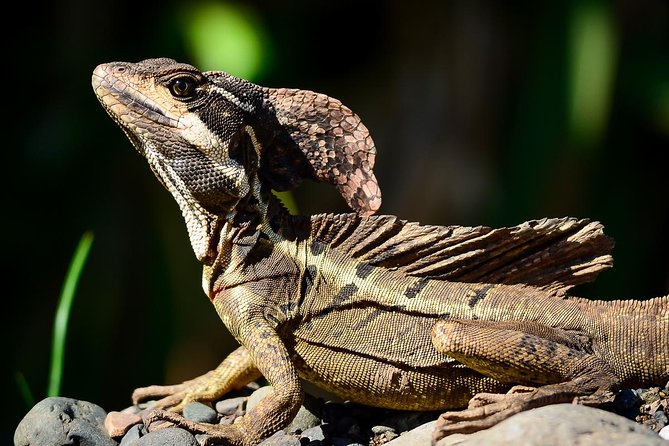 Manuel Antonio Park Nature Guided Tour with a Nature Specialist - The Itinerary in Detail