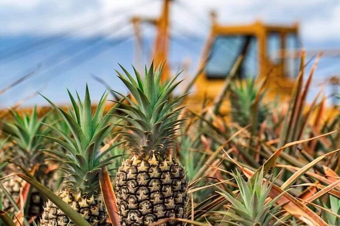 Maui Pineapple Farm Tour in Haliimaile - The Practicalities: How It Fits Into Your Trip