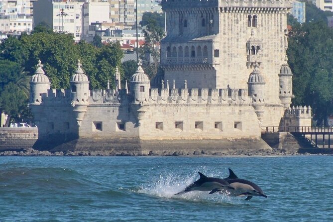 Meet the Lisbon Dolphins - Dolphin Watching in Lisbon - What to Prepare and Consider