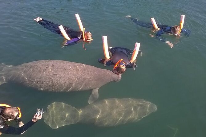 Most Popular 3hr Manatee Swim Tour + In-Water Guide! - The Sum Up: A Genuine, Value-Filled Adventure