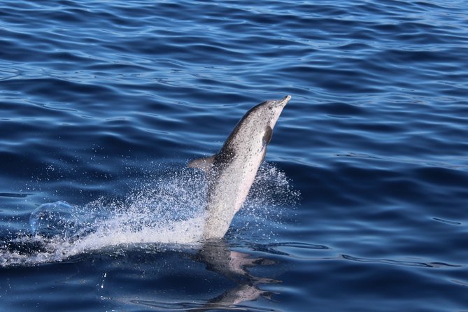 No chase Whale & Dolphin tour putting Marine Life first - we care - The Scenery and Views