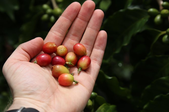 North Fields Cafe: Craft Specialty Coffee and Chocolate Tour - The Downside and Who It’s Best For