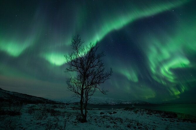 Northern Lights Tour & Arctic Experience - more than just a chase - The Bottom Line: Is This Tour Right for You?