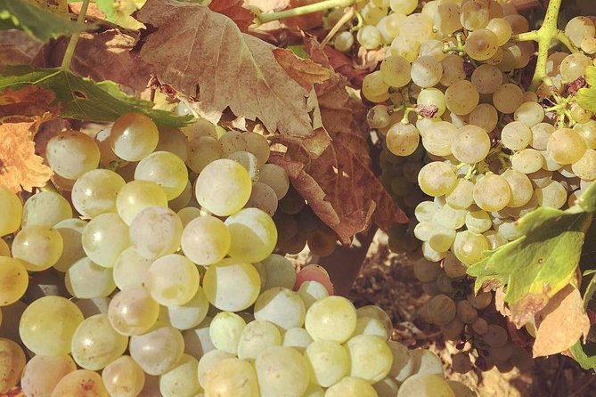 Northern Rhône Valley Wine tour from Lyon Half Day - Who Is This Tour Best For?