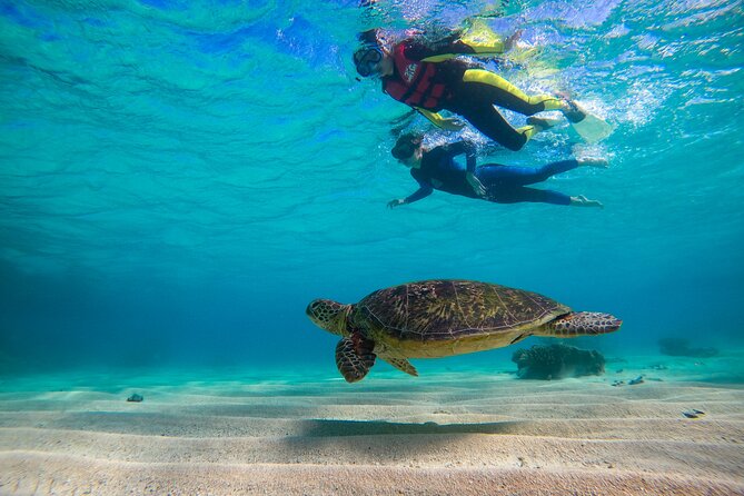 Ocean Safari Great Barrier Reef Experience in Cape Tribulation - FAQs