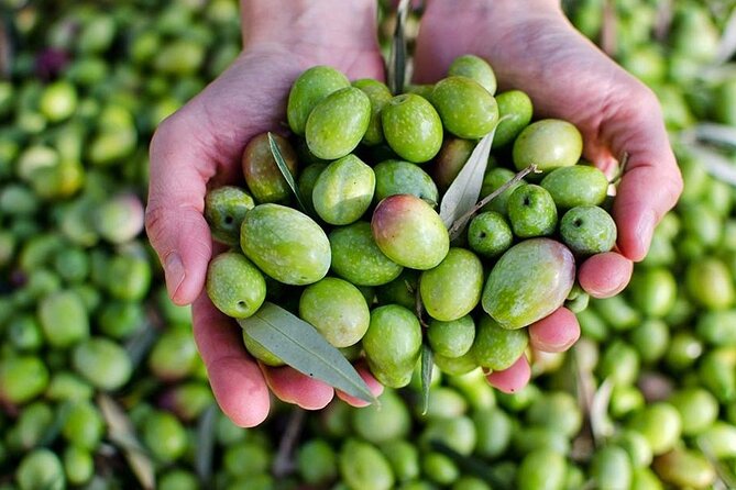 Olive Oil tasting breakfast & Tour in Cordoba - Authenticity and Cultural Insights