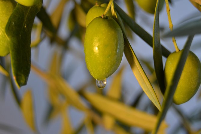 Olympia Shore Ex: Ancient Olympia, Honey Farm & Olive Oil Tasting - Analyzing the Tour’s Value