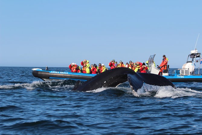 Original Big Whale Safari & Puffins Speedboat Tour from Húsavík - Value for Money