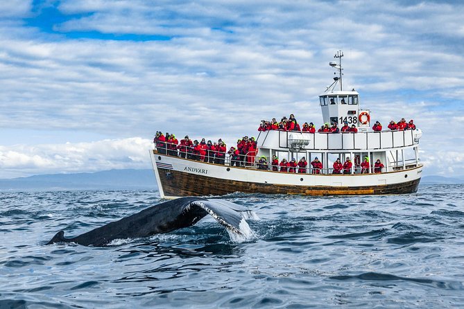 Original Carbon Neutral Whale Watching Tour from Húsavík - The Value of a Sustainable Approach