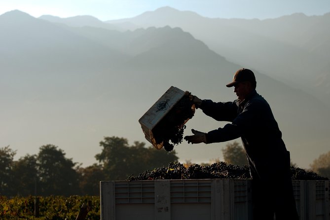 Premium Wine Tour in Viña Cousiño Macul Spanish official - Final thoughts