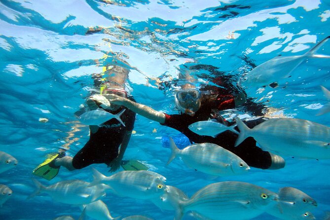 Private Catamaran trips to Lobos Island in Lagoon 400 - The Sum Up