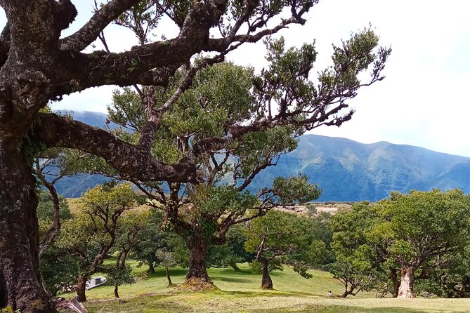 Private Complete Madeira Island Tour Full Day - Wrapping It Up