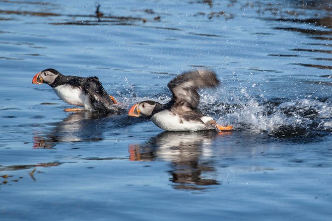 Puffin Cruise with Expert Tour Guide from Reykjavik - Weather and Seasonality