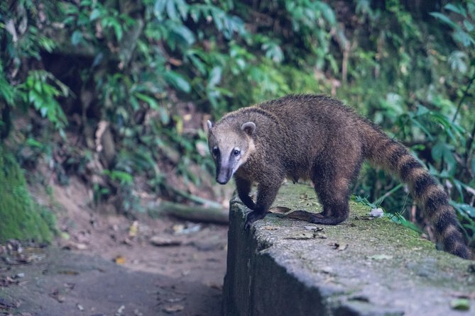 Rainforest Hike in Rio: Tijuca Waterfalls, Wildlife & Caves - Authentic Reviews in Practice