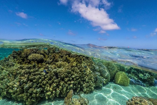 Reef Discovery Half Day Group Signature Tour - Behavioral and Weather Considerations