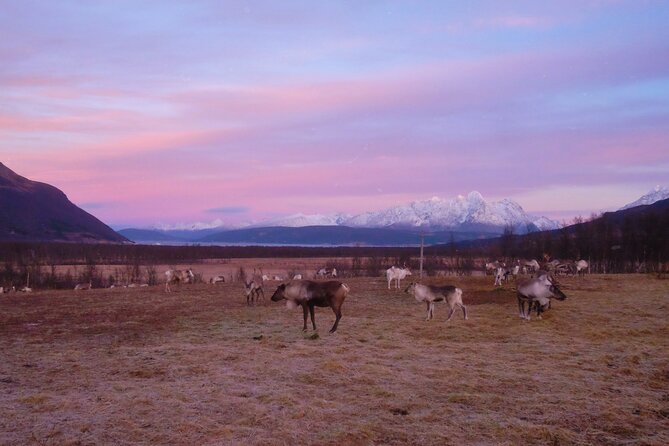 Reindeer feeding & Saami Culture with chance for Northern Lights - Authenticity and Overall Value