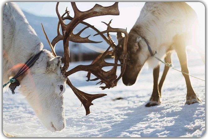 Reindeer feeding & Saami Culture - Final Thoughts: Who Will Love This Tour?