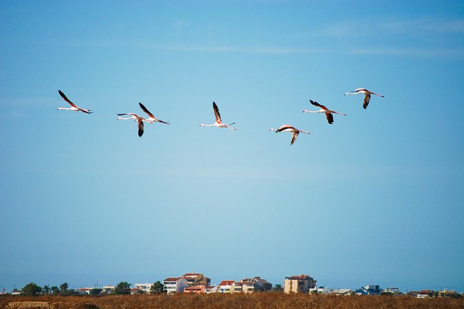 Ria Formosa Natural Park Birdwatching Segway Tour from Faro - Who Will Love This Tour?