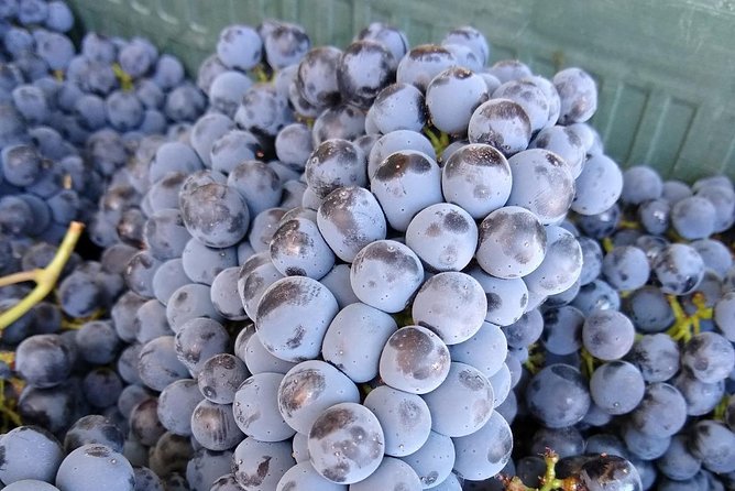 Ronda Day Tour and Winery Visits from Marbella - The Highlights: What You’ll Enjoy Most