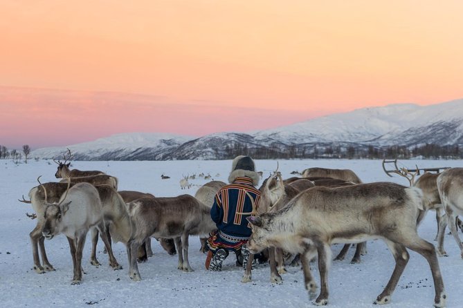 Sami Culture and Short Reindeer Sledding from Tromso - FAQ