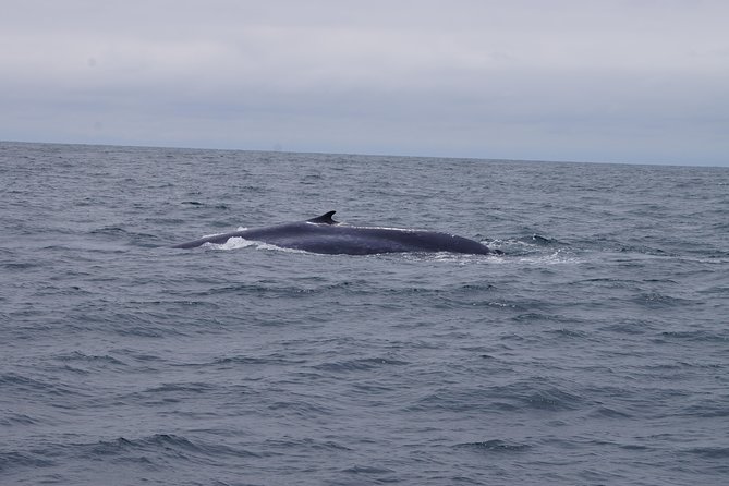 San Diego Whale Watching Cruise - FAQ