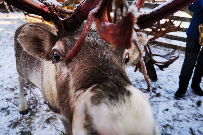Santa's Reindeer & Husky Safari + Santa's Pets + Aurora Hunt! - Reviews Speak Volumes